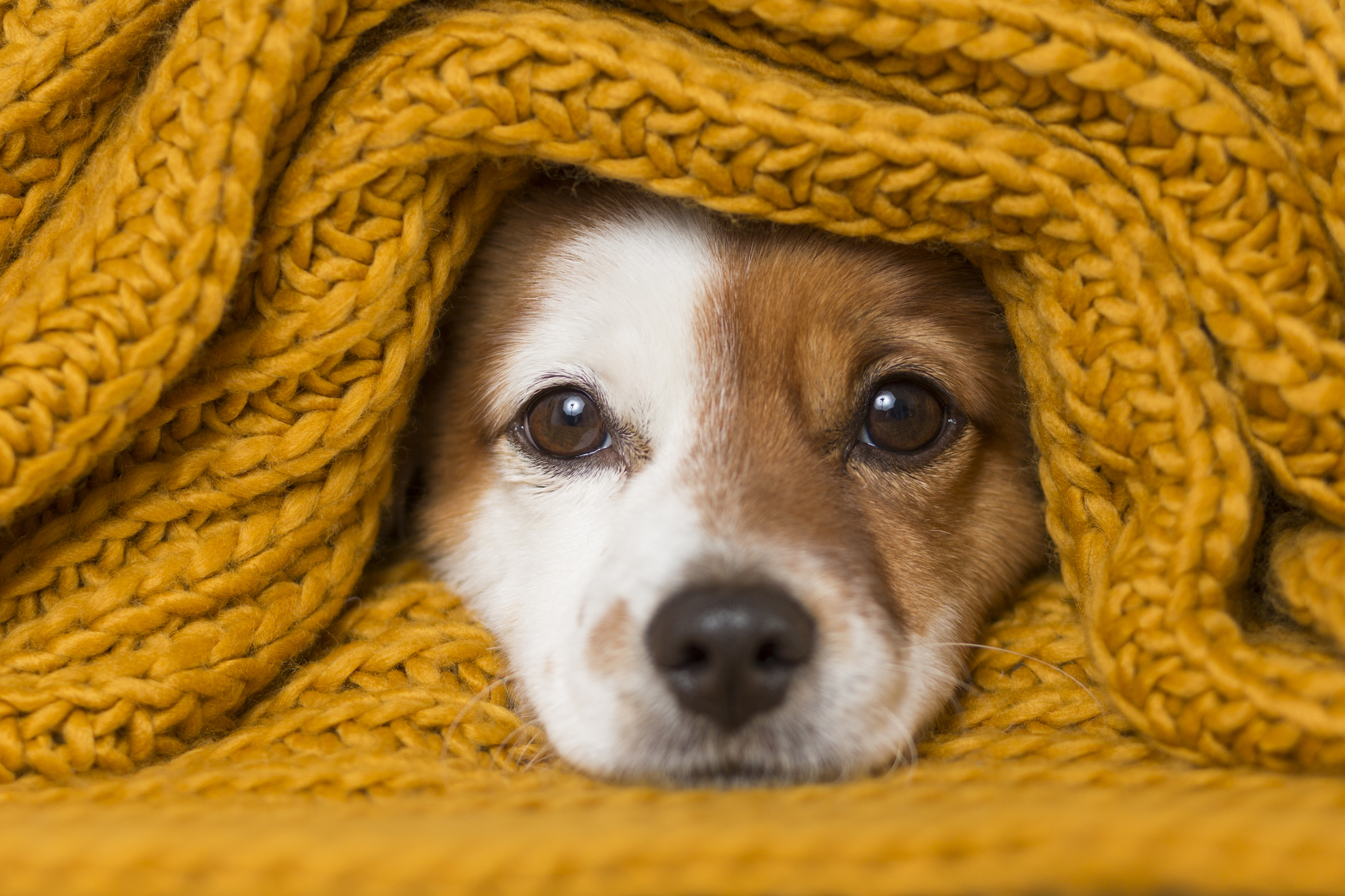 30 Fun Facts About Dogs - Dog Breed Pro