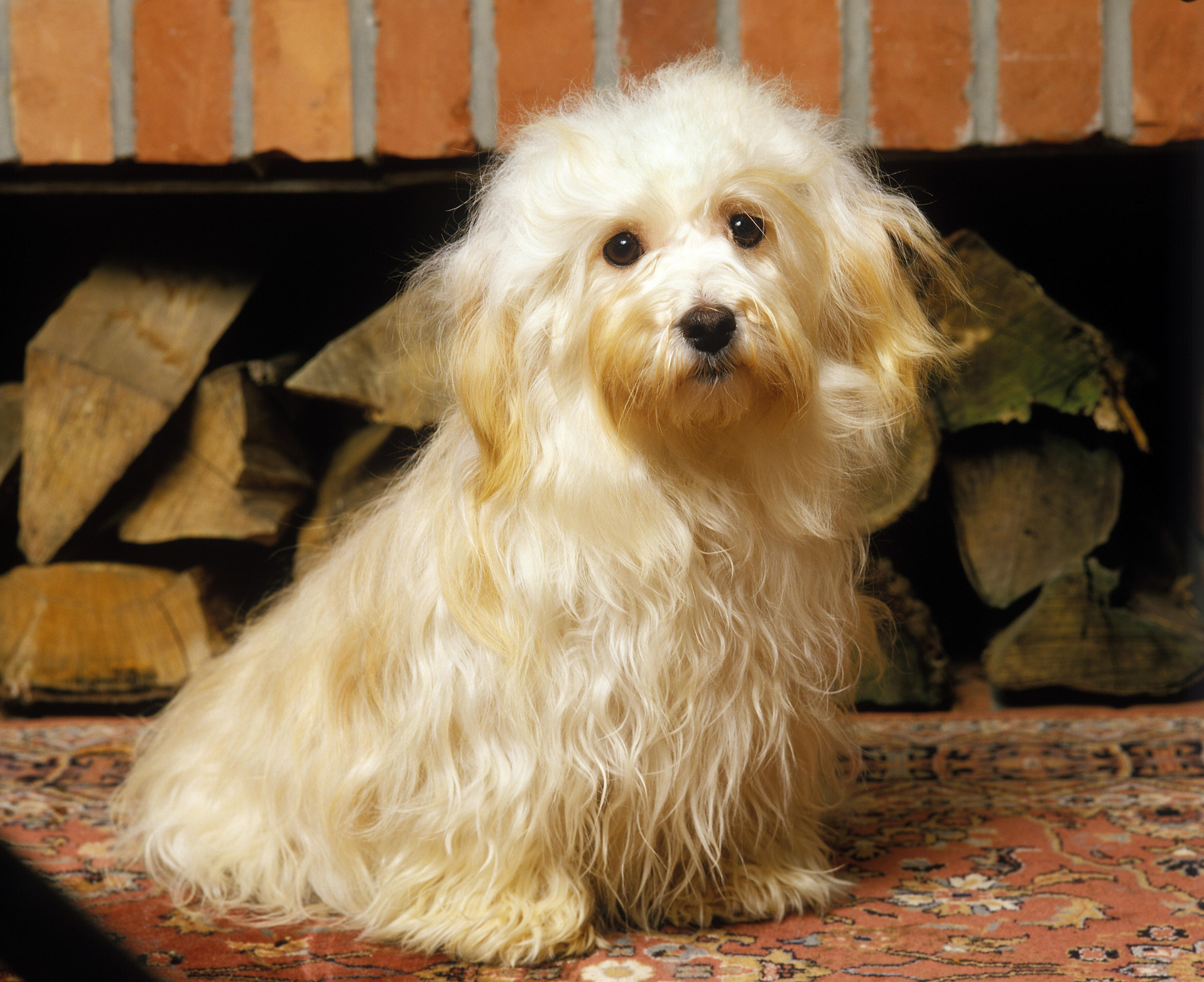 25 Toy Dog Breeds That Remain Tiny Forever - Dog Breed Pro