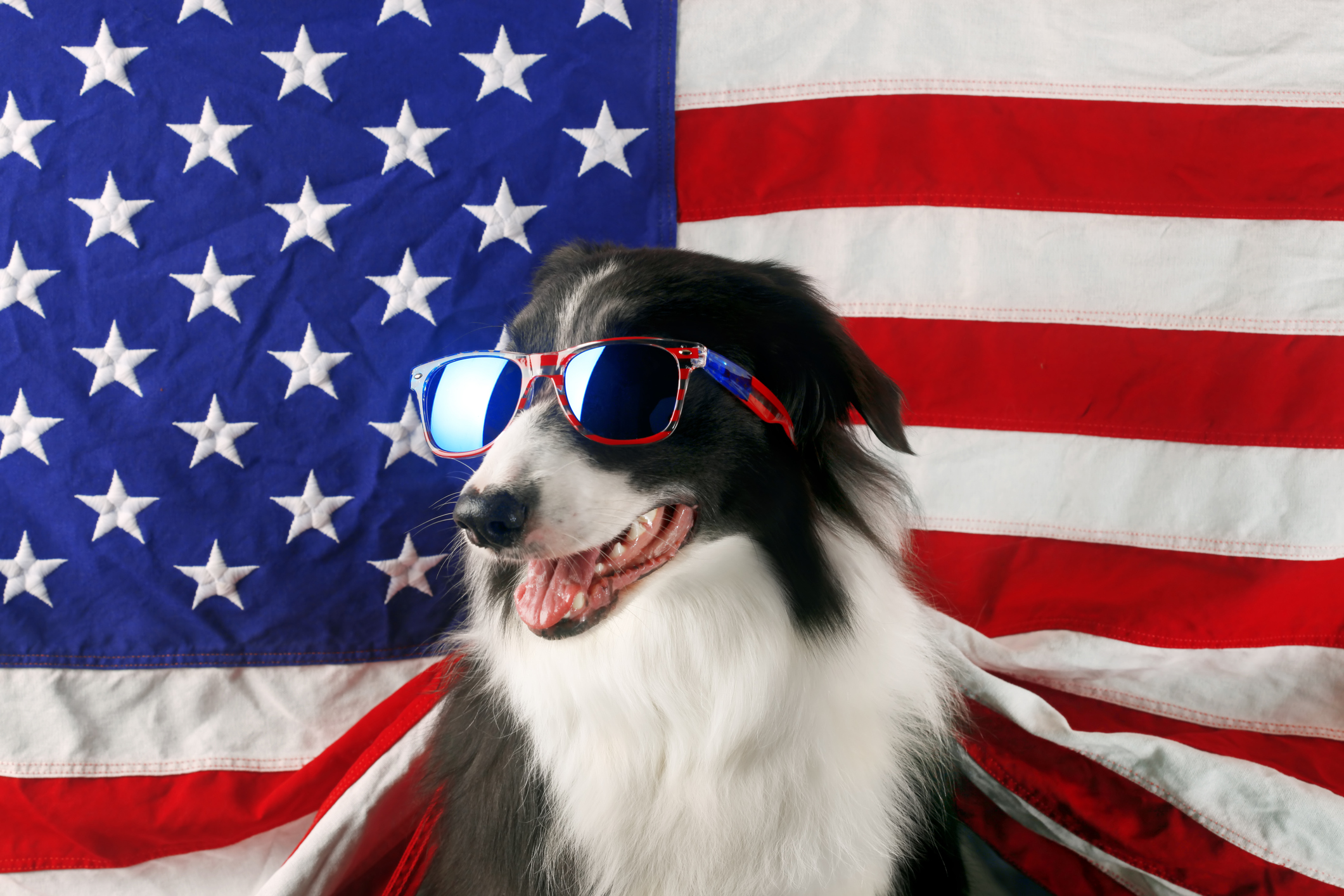 30 New Dog Breeds Recognized by the American Kennel Club - Dog Breed Pro