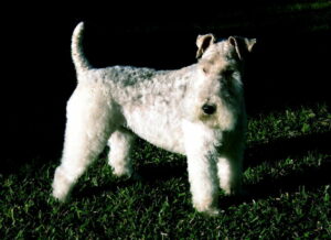 15 Wirehaired Dog Breeds For Your Family - Dog Breed Pro
