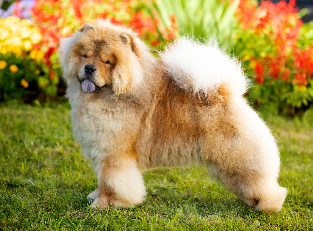 Chow Chow Dog Breed Dog Breed Pro Chow Chow Dog Breed Dog Breed Pro