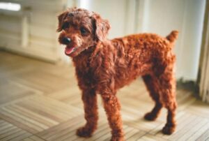 15 Hypoallergenic Dog Breeds With Minimal Shedding - Dog Breed Pro