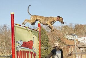 15 Incredible Guinness World Records Held by Dogs - Dog Breed Pro