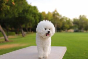 15 Hypoallergenic Dog Breeds With Minimal Shedding - Dog Breed Pro