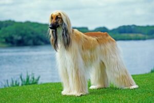 Top 15 Tallest Dog Breeds - Dog Breed Pro