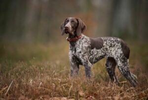 16 Dog Breeds Tailored to Every Personality Type - Dog Breed Pro