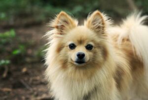 14 Dog Breeds and Their Bred-for Roles - Dog Breed Pro