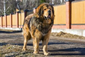 Top 15 Tallest Dog Breeds - Dog Breed Pro