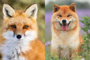 14 Dog Breeds That Look Like Foxes - Dog Breed Pro