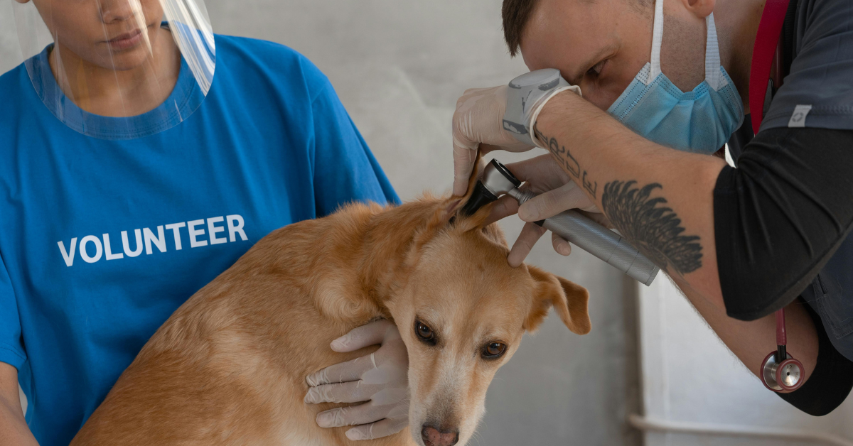 15 Tips For Handling Seasonal Allergies in Dogs - Dog Breed Pro