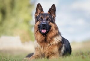 15 Stunning Sable Dog Breeds You’ll Fall in Love With - Dog Breed Pro