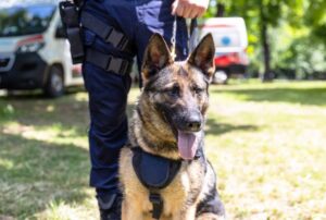 15 Most Intimidating Dog Breeds - Dog Breed Pro