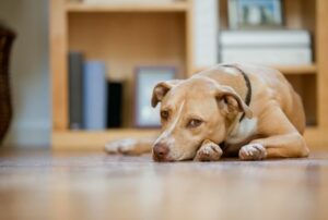 15 Signs Your Dog Might Have Canine Dysfunctional Behavior - Dog Breed Pro