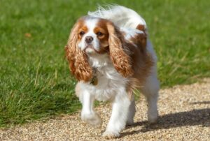 15 Adorable Flat-Faced Dog Breeds - Dog Breed Pro