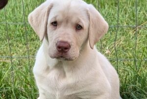 15 Riveting Facts About Dudley Labradors - Dog Breed Pro