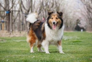 15 Stunning Sable Dog Breeds You’ll Fall in Love With - Dog Breed Pro