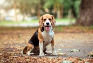 Top 15 Short-Haired Dogs That Are Ideal For Busy Owners - Dog Breed Pro