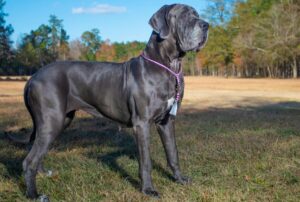 15 Stunning Blue-Coat Breeds That Turn Heads, and Hearts - Dog Breed Pro