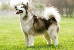 15 Fascinating Spitz Dog Breeds You Should Know About - Dog Breed Pro