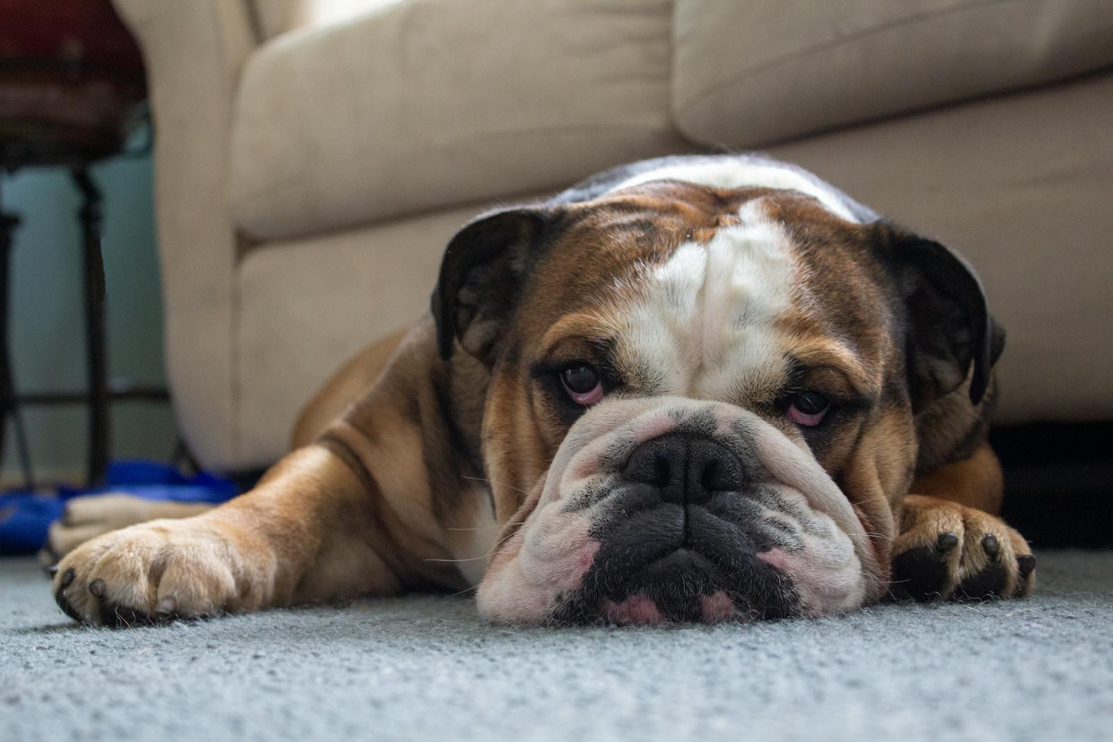 20 Best Dogs for Couch Potatoes - Dog Breed Pro
