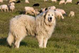 15 Most Intimidating Dog Breeds - Dog Breed Pro