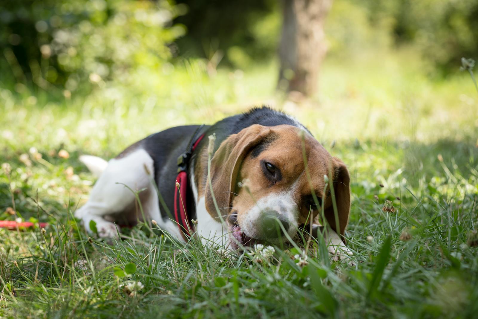 15 Fun Facts About Beagles - Dog Breed Pro
