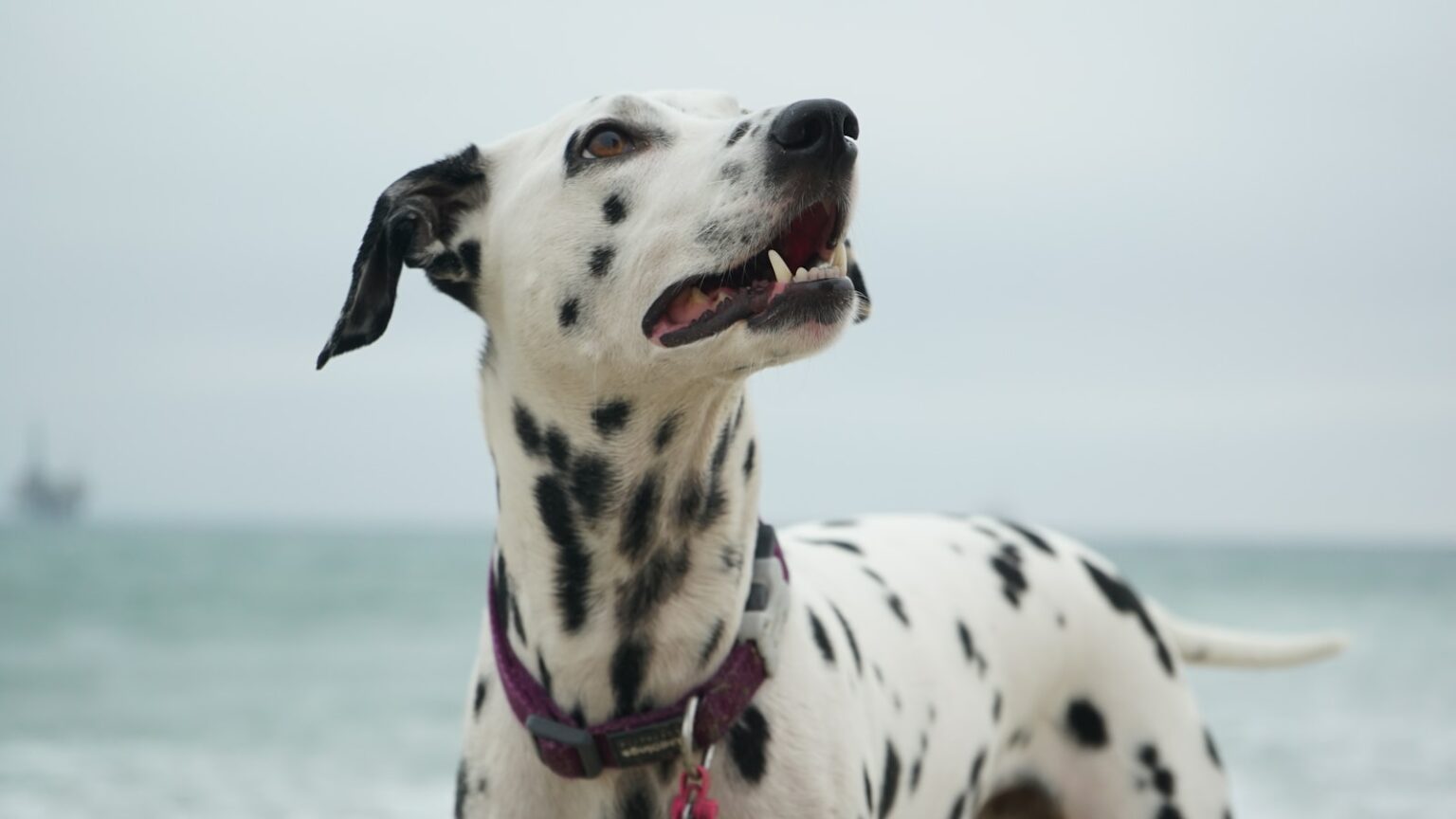10 Most High-Maintenance Dog Breeds - Dog Breed Pro