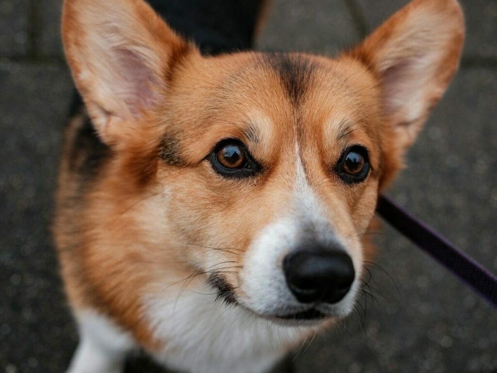 10 Best Dog Breeds for Boomers - Dog Breed Pro