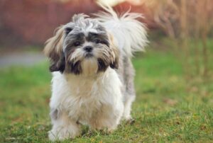 15 Adorable Flat-Faced Dog Breeds - Dog Breed Pro