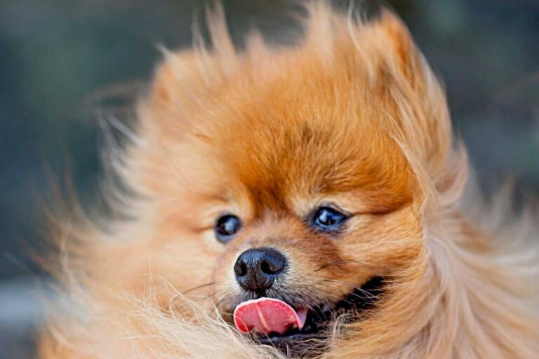 20 Best Dogs for Couch Potatoes - Dog Breed Pro