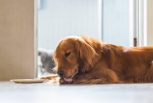 15 Signs Your Dog Might Have Canine Dysfunctional Behavior - Dog Breed Pro
