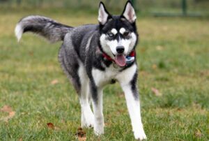 15 Distinct Traits and Characteristics of Siberian Husky - Dog Breed Pro