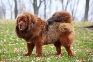 15 Most Intimidating Dog Breeds - Dog Breed Pro