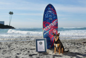 15 Incredible Guinness World Records Held by Dogs - Dog Breed Pro