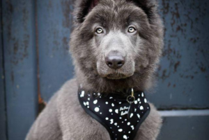 15 Things to Know About Blue German Shepherds - Dog Breed Pro