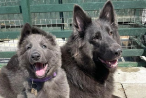 15 Things to Know About Blue German Shepherds - Dog Breed Pro
