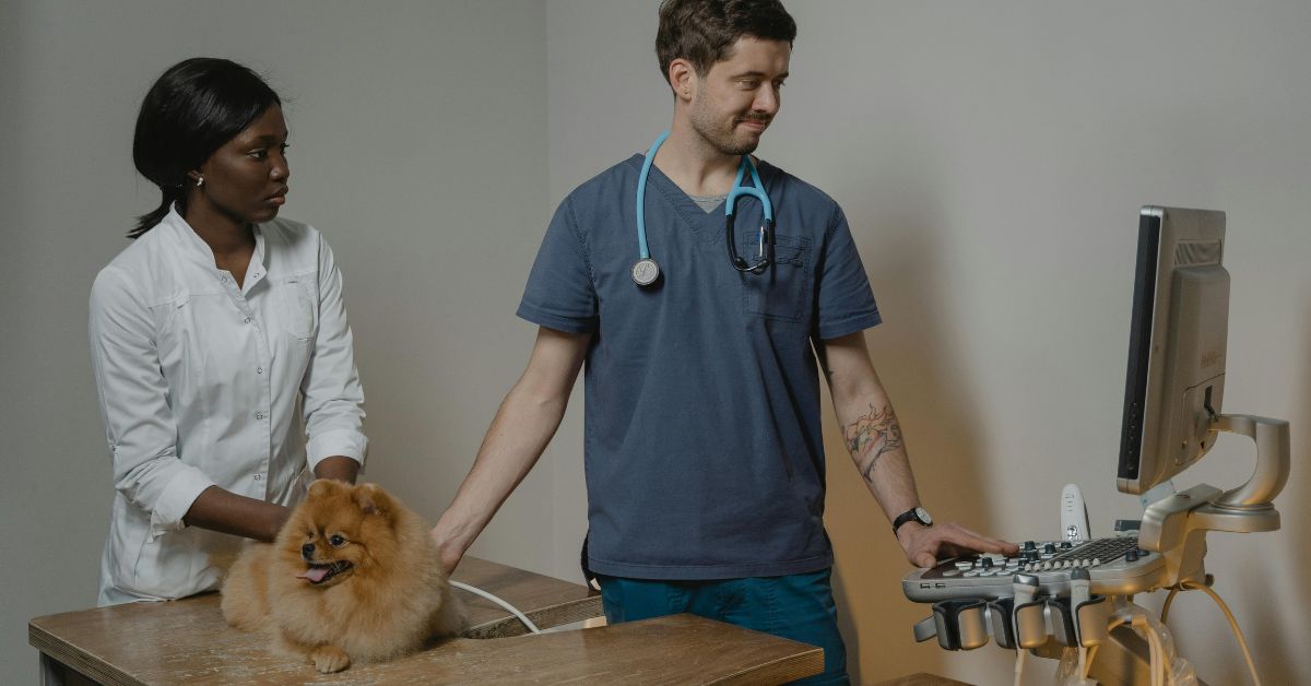 The Pros and Cons of Spaying and Neutering Your Pet - Dog Breed Pro