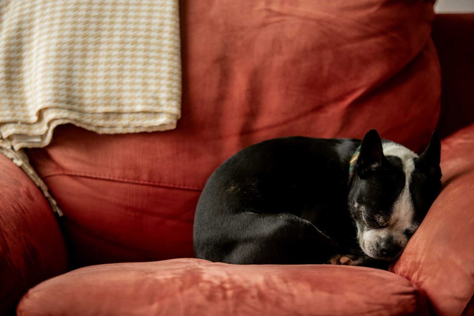 20 Best Dogs for Couch Potatoes - Dog Breed Pro
