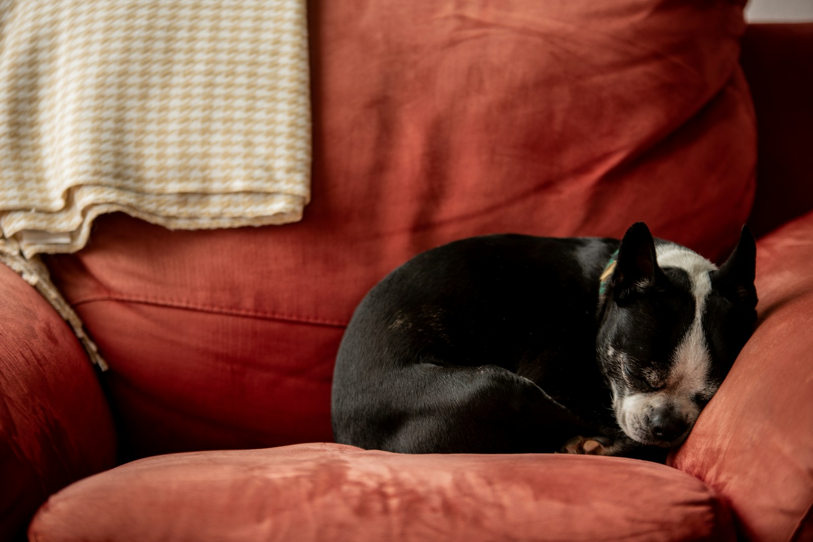 20 Best Dogs for Couch Potatoes - Dog Breed Pro