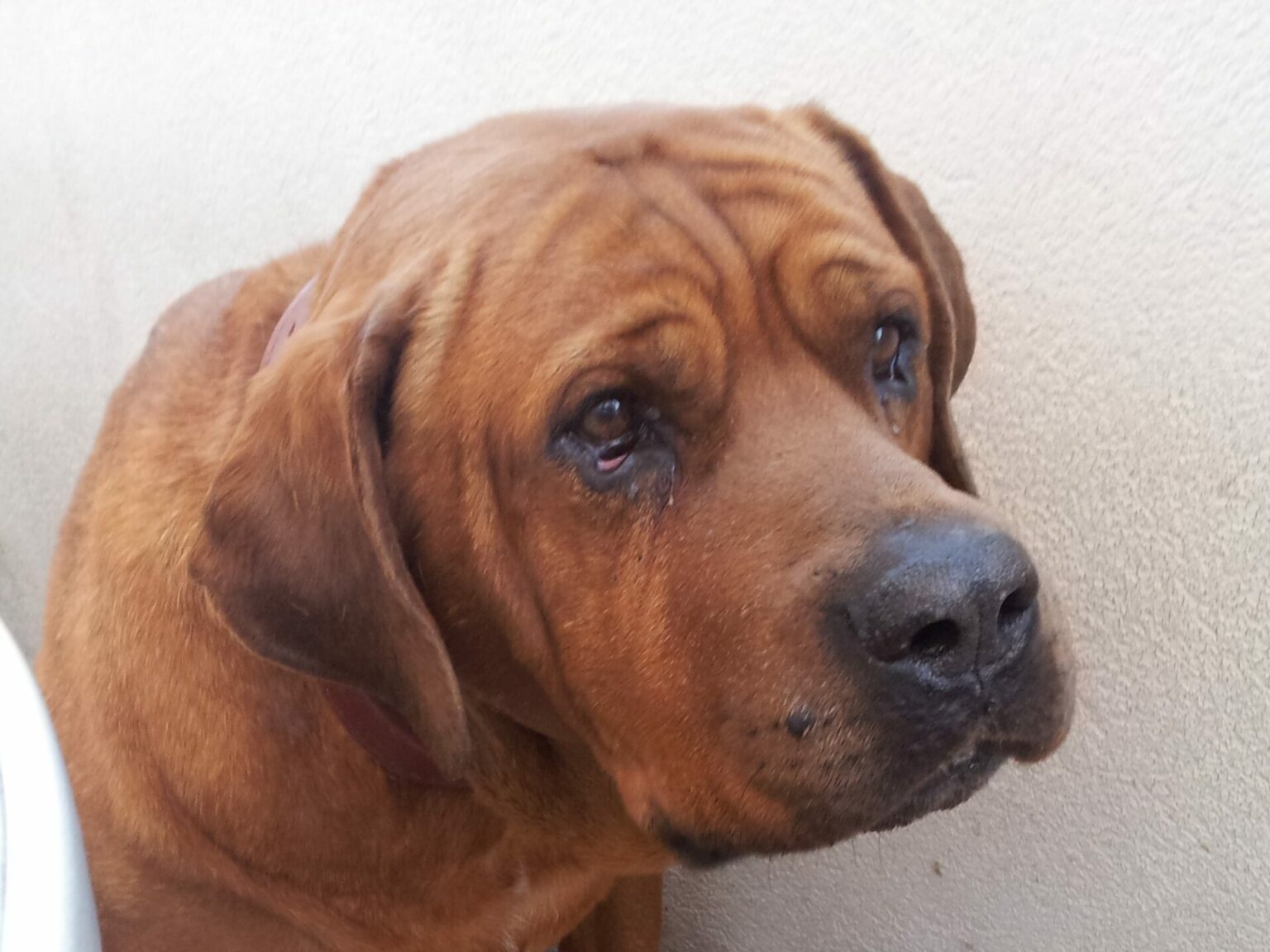 15 Dog Breeds That Are Banned Around the World - Dog Breed Pro