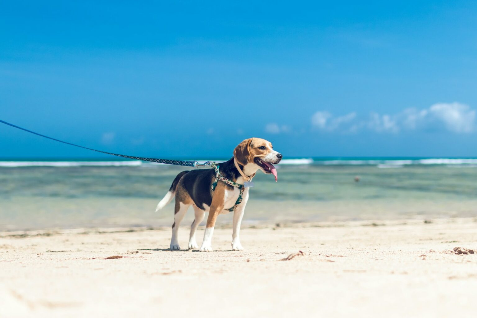 15 Fun Facts About Beagles - Dog Breed Pro