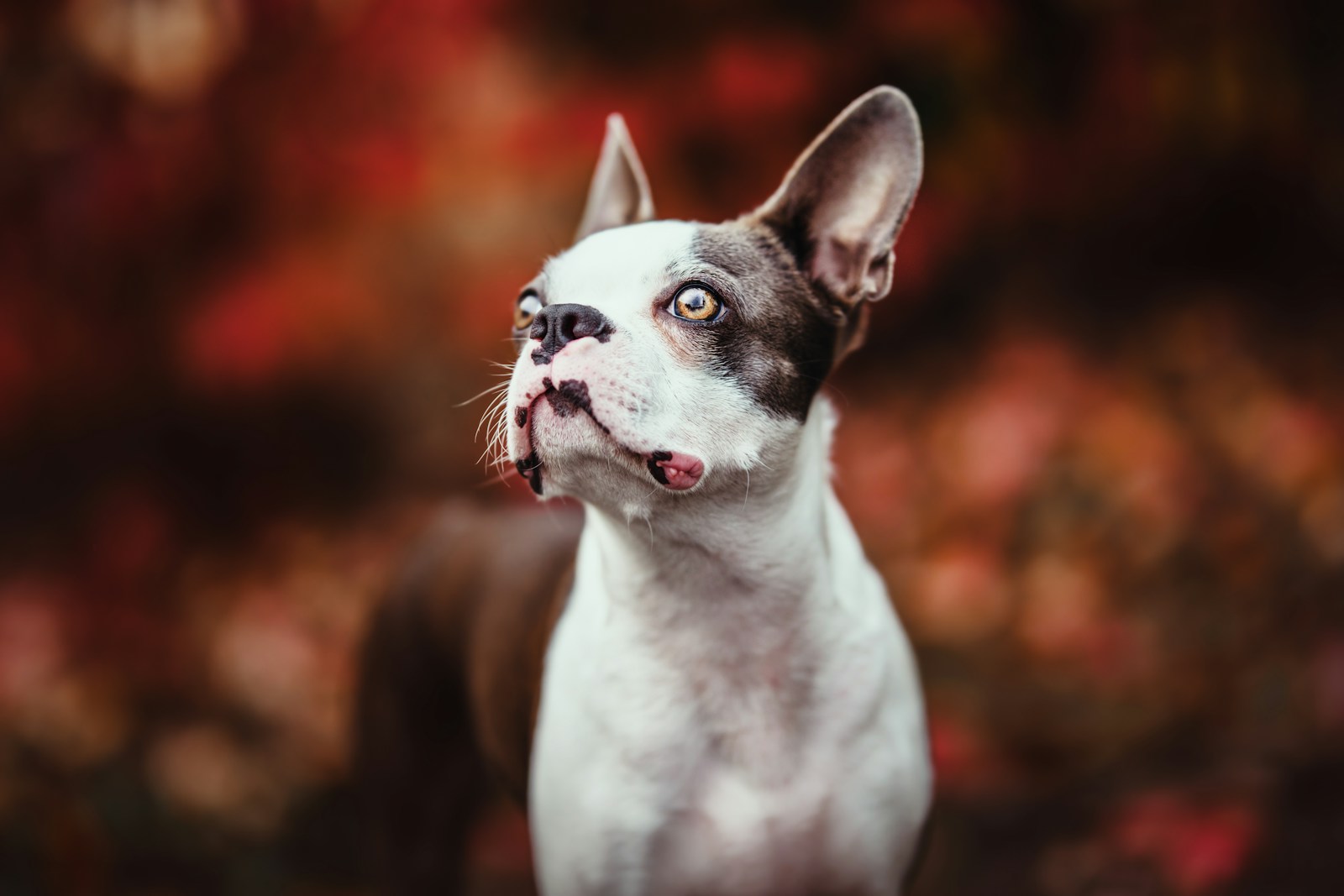 10 Best Dog Breeds for Boomers - Dog Breed Pro