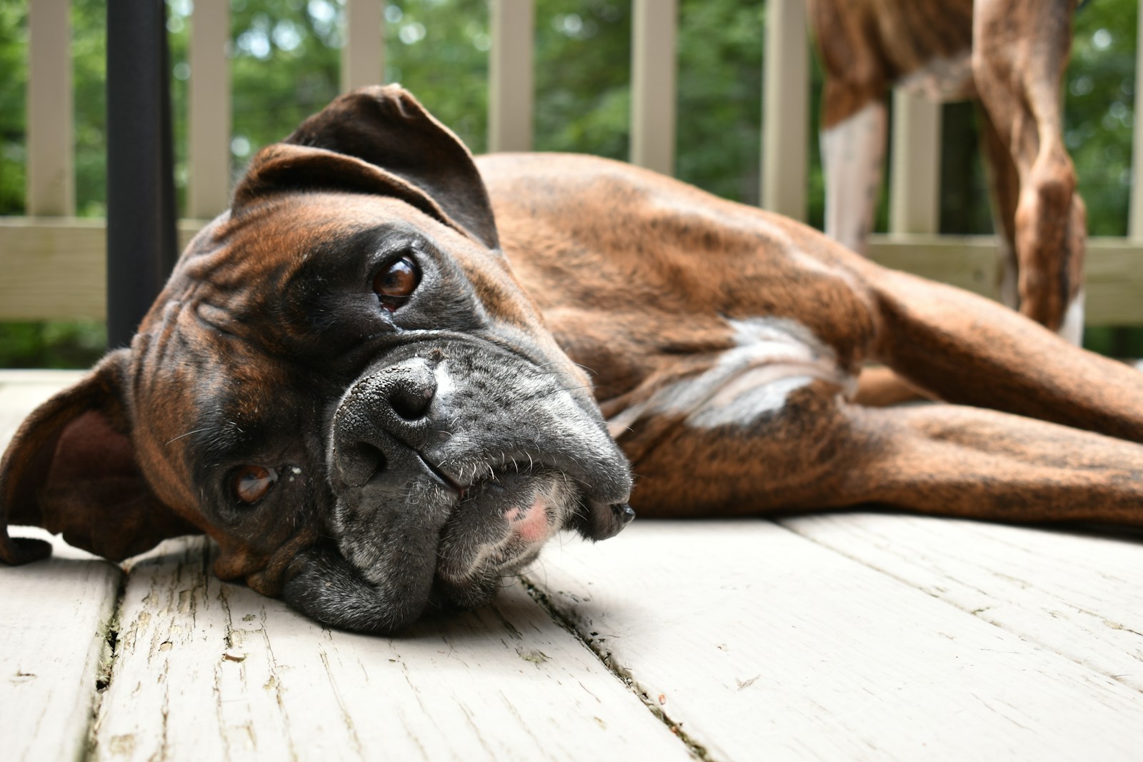 10 Most High-Maintenance Dog Breeds - Dog Breed Pro