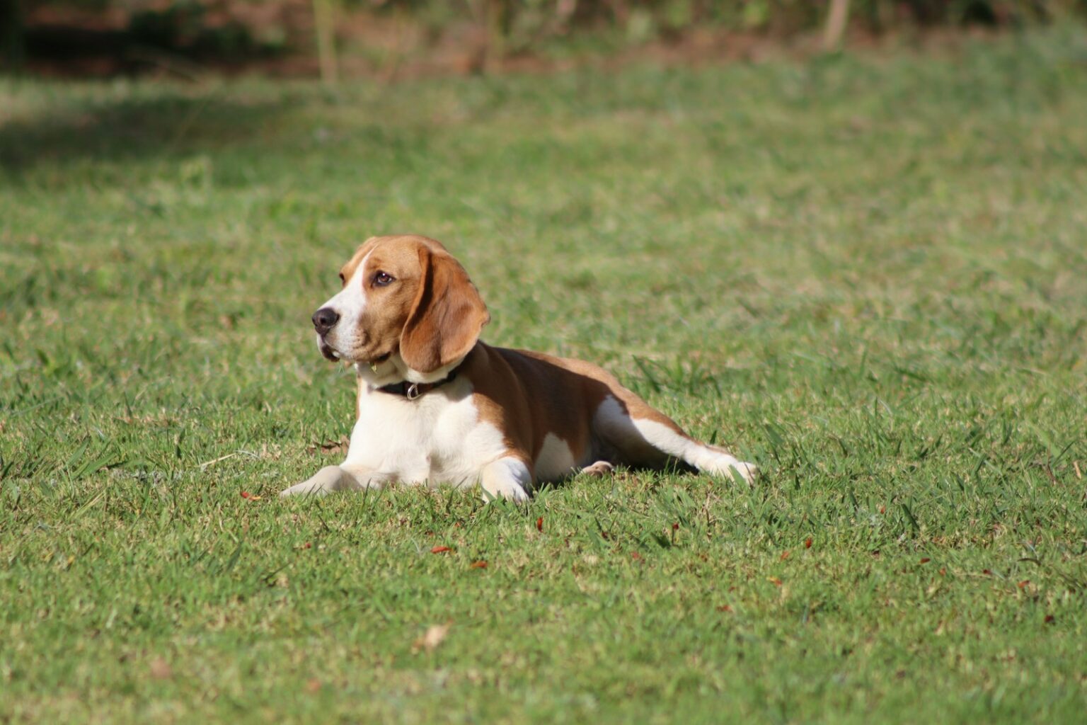 15 Fun Facts About Beagles - Dog Breed Pro