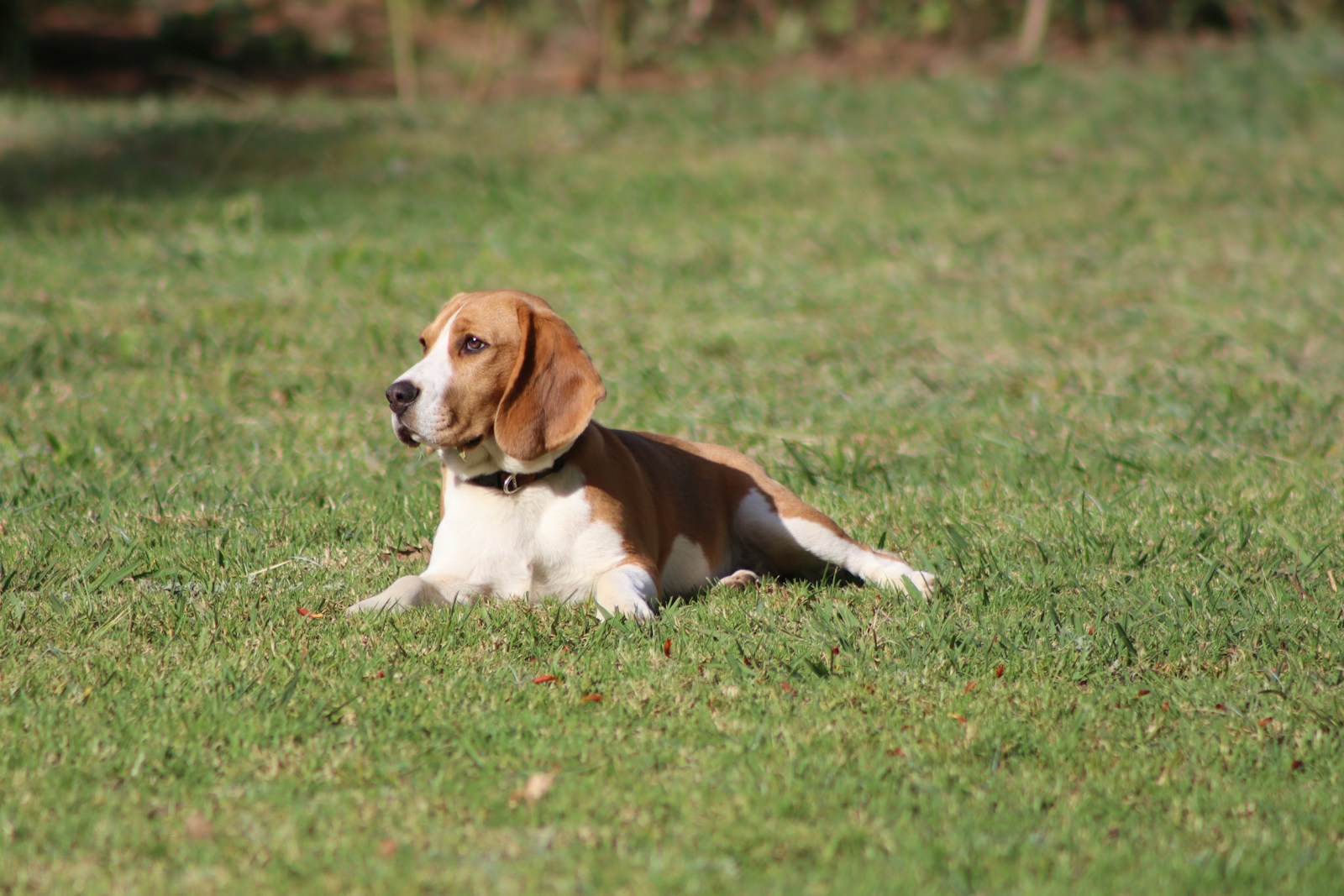 15 Fun Facts About Beagles - Dog Breed Pro