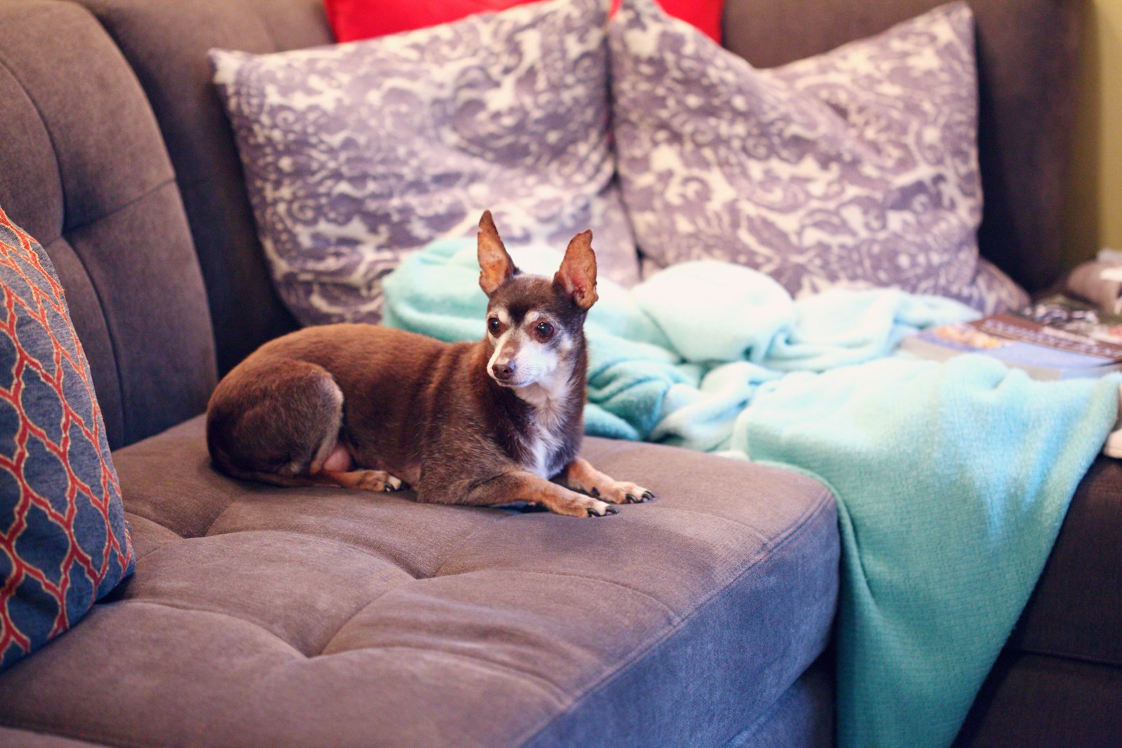 20 Best Dogs for Couch Potatoes - Dog Breed Pro