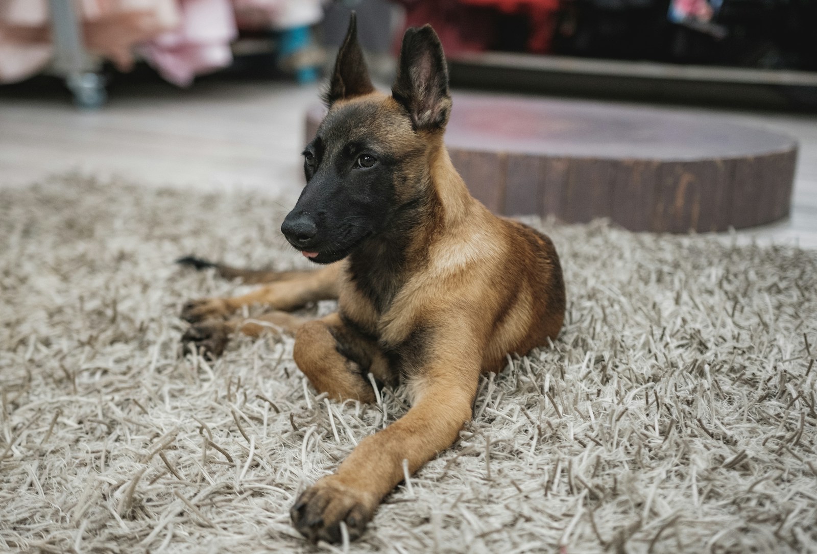 10 Most High-Maintenance Dog Breeds - Dog Breed Pro