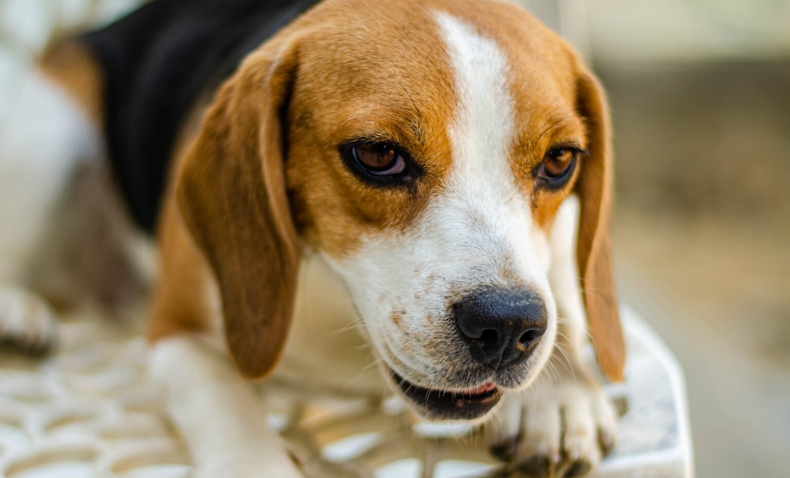 15 Fun Facts About Beagles - Dog Breed Pro