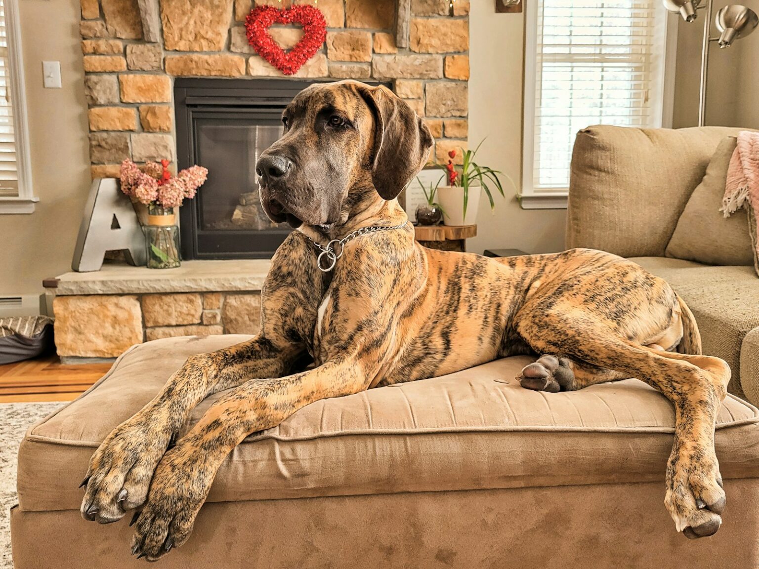 20 Best Dogs for Couch Potatoes - Dog Breed Pro