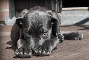 5 Reasons Dogs Snap and 9 Ways To Stop The Behavior - Dog Breed Pro